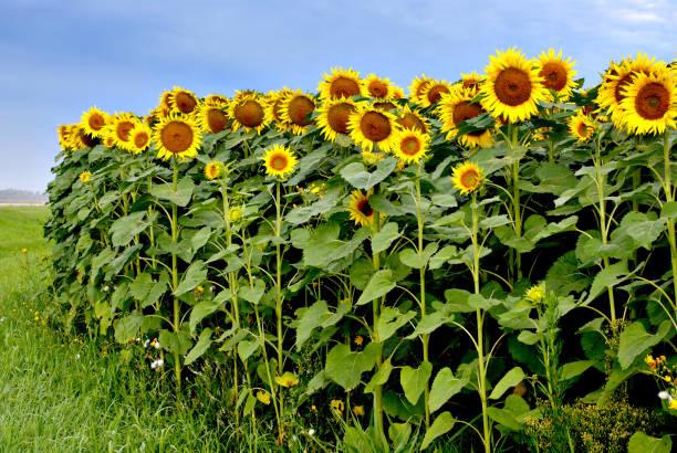 11 Flowers That Can Attract Hummingbirds To Your Home Garden