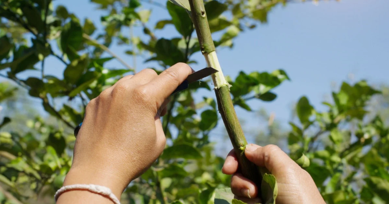 How To Do Inarch Grafting