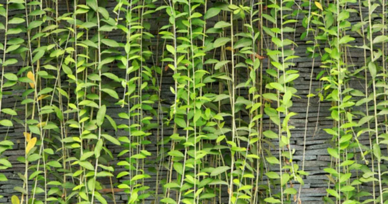 Curtain Creeper: An Easy-To-Grow Climbing Plant That Makes Your Home ...