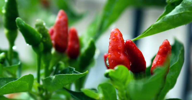 How To Grow Green Chilli (Mirchi) From Seed In Container