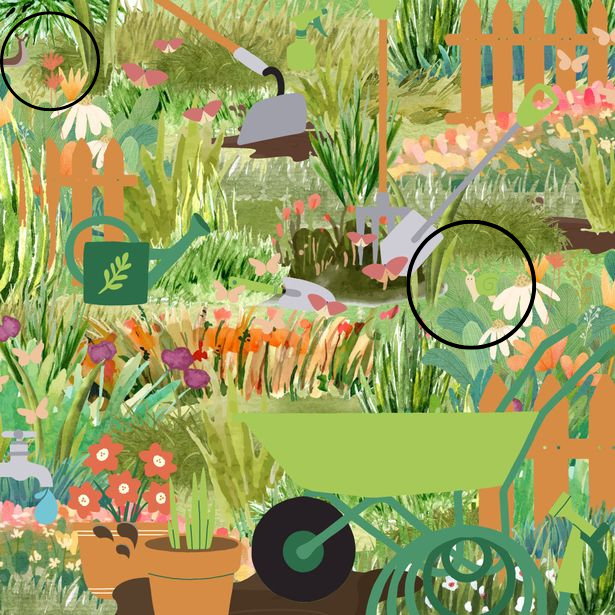 Can You Find The Hidden Insects?
