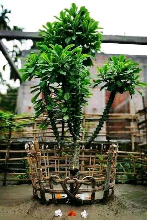 Explained: What Is Bathou, The Religion Of The Bodos In Assam