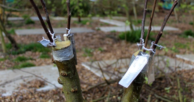 How To Do Cleft Grafting