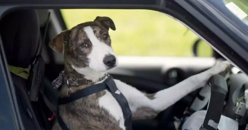 Drunk Driver Trade Spots with Pet Dog