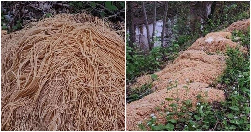 Hundreds Of Pounds Of Cooked Pasta Dumped In New Jersey Forest
