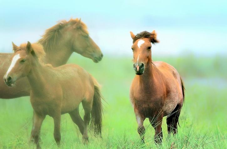 Left Behind By Britishers, Descendants Of These War Horses Continue To ...
