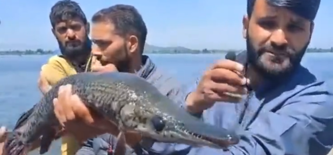 Rare Alligator Gar Fish Found In Kashmir's Dal Lake