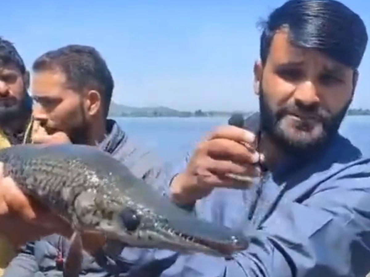 Rare Alligator Gar Fish Found In Kashmir's Dal Lake