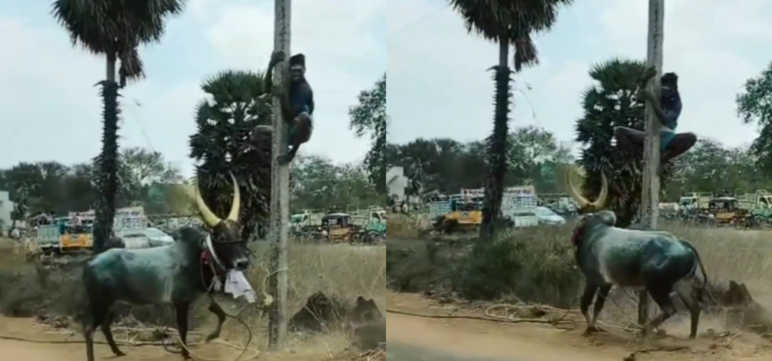 Man Climbs Pole To Escape From Attacking Bull