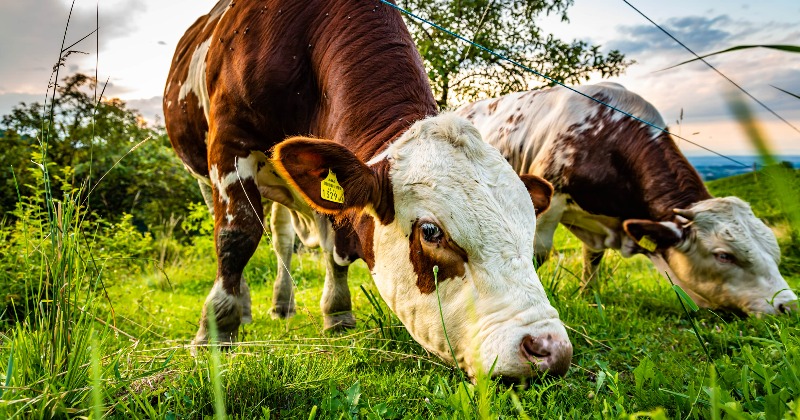 Wait, What? 'Annoyed' Cows Help Cops In US Find Suspect Hiding In Field