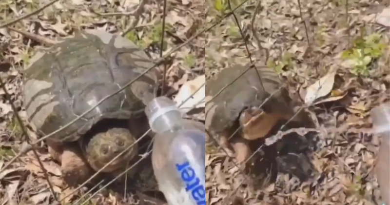 Turtle Attacks Woman As She Offers It Water
