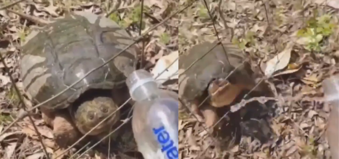 Turtle Attacks Woman As She Offers It Water