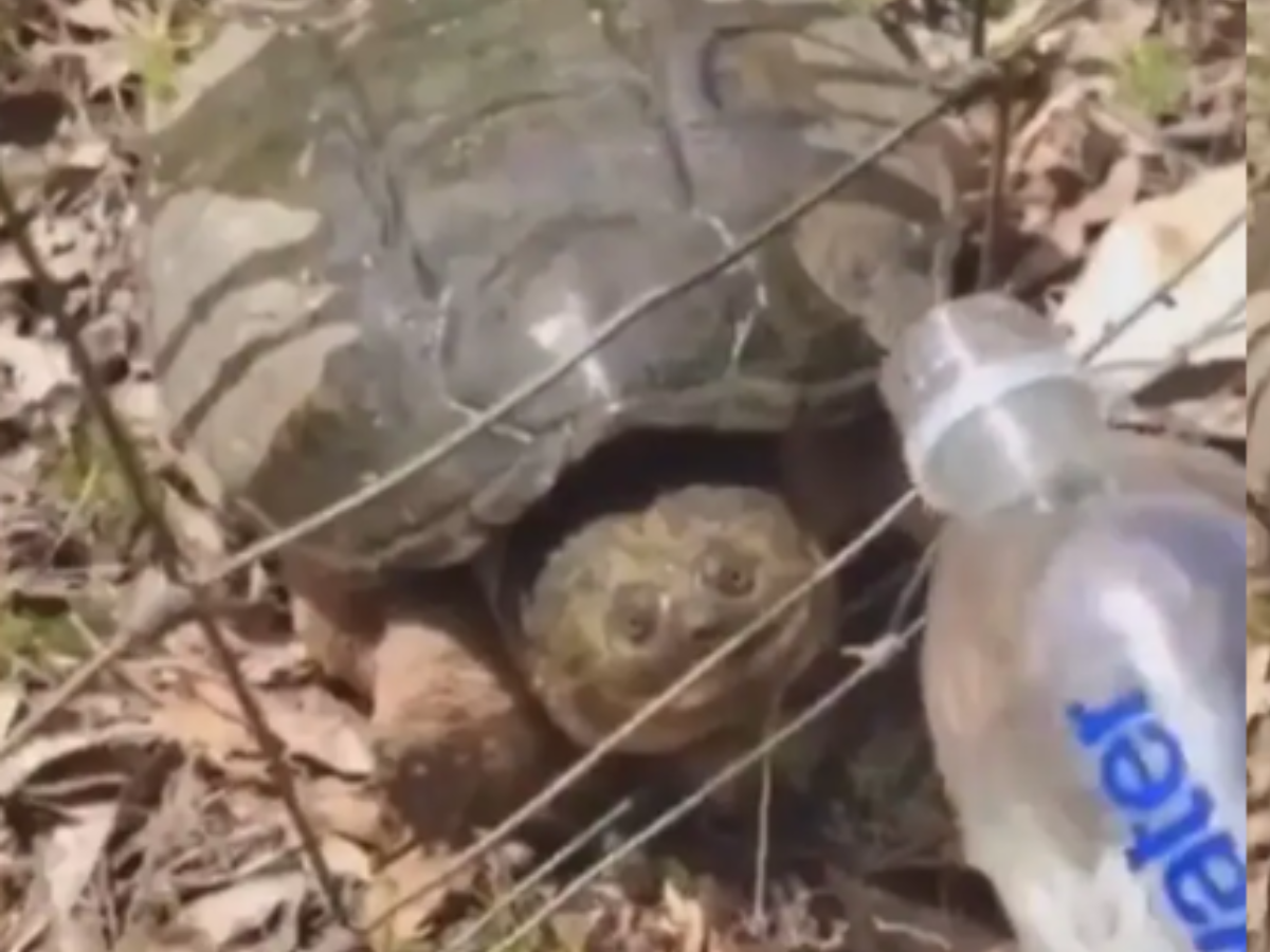 Turtle Attacks Woman As She Offers It Water