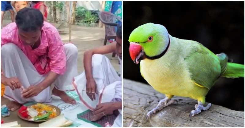 पश्चिम बंगाल के परिवार ने पालतू तोते को दी अंतिम विदाई: रीति-रिवाज से ...