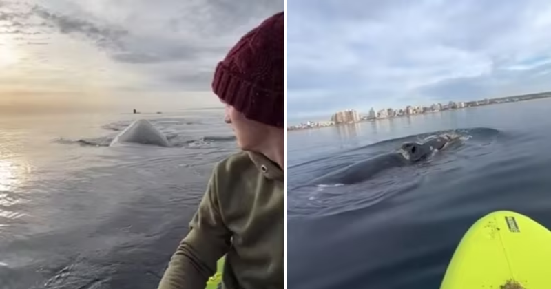 Man's Shocking Encounter With Whale Goes Viral