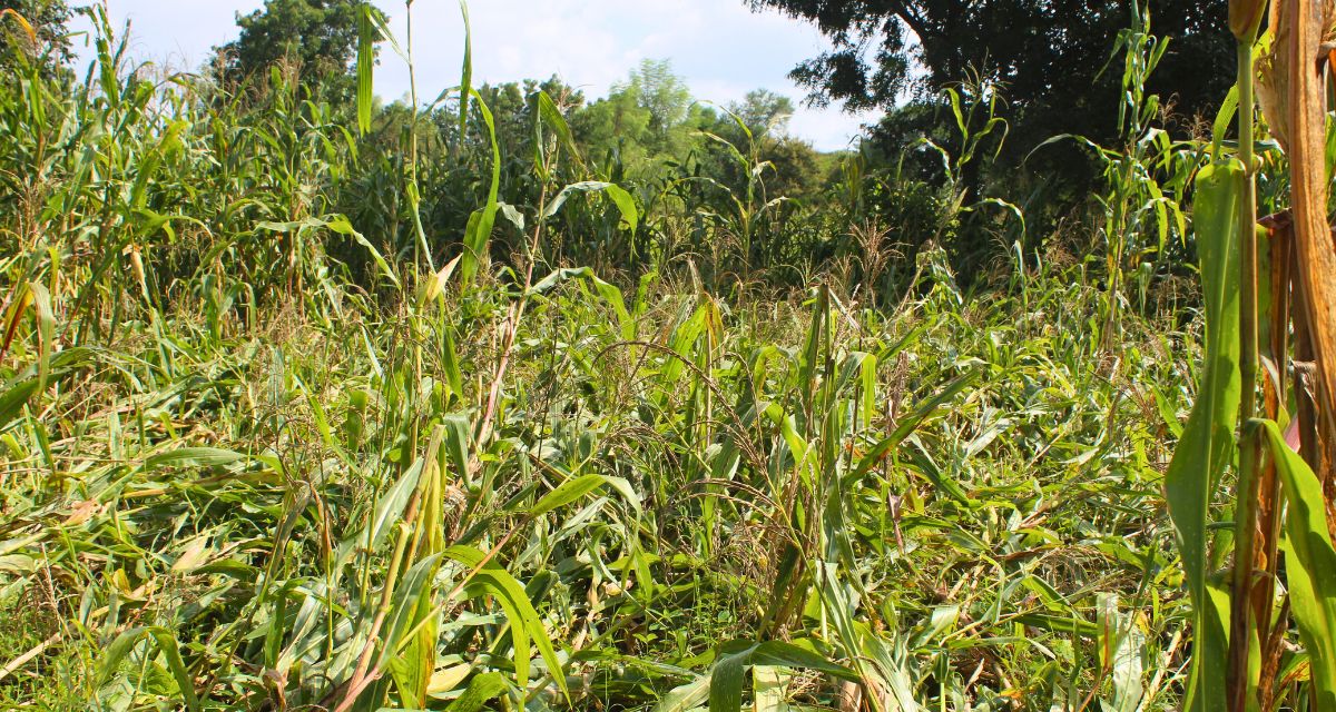 Climate-Driven Crop Failures, Pest Infestations Plague Farmers In ...