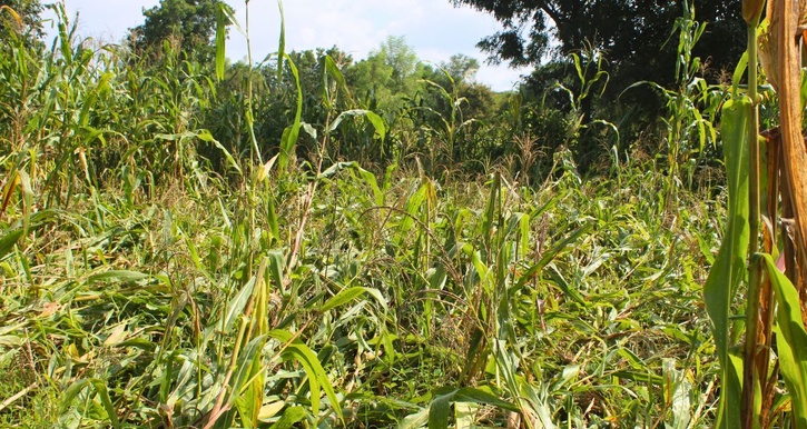 Climate-Driven Crop Failures, Pest Infestations Plague Farmers In ...