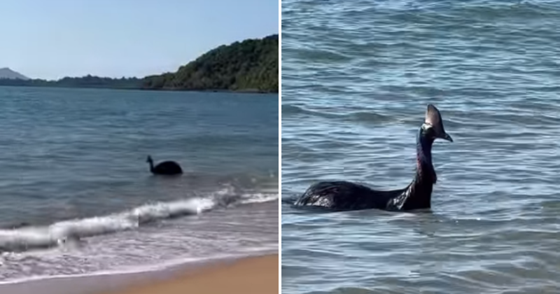 The "World's Most Dangerous Bird" Emerges From The Ocean In Australia