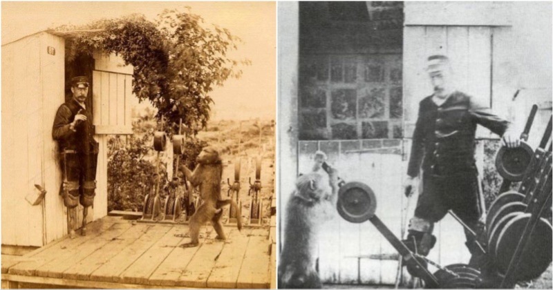 Jack The Baboon, Jack The Signalman: कहानी उस लंगूर की जिसने बिना गलती ...