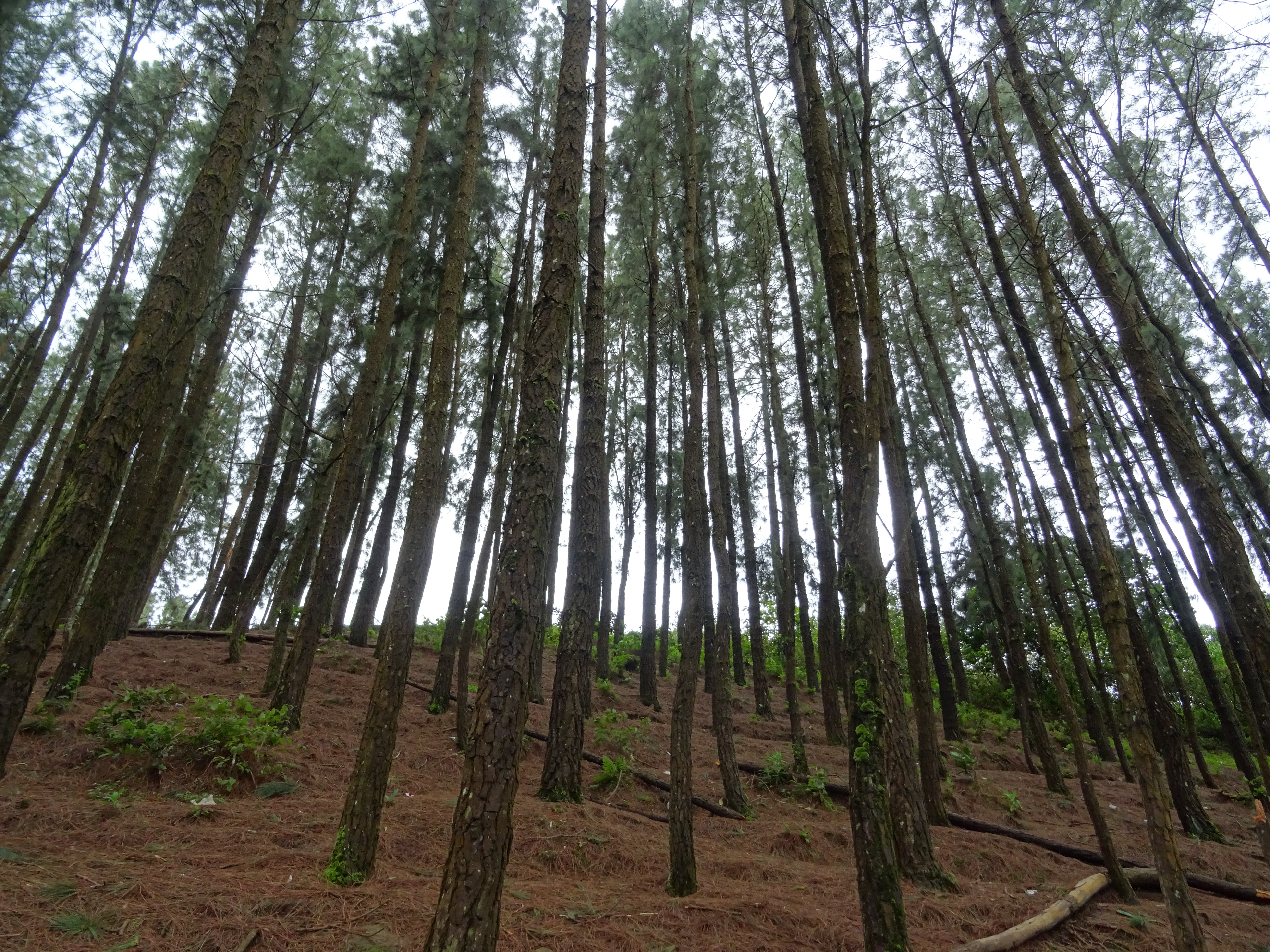 Did You Know That India's Longest Glass Bridge Is Located In Kerala's ...