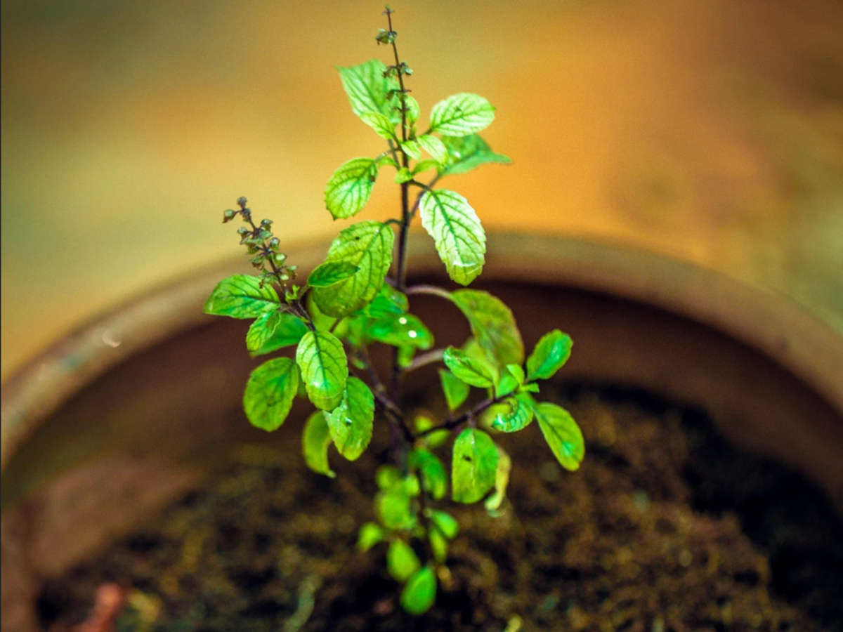 Tulsi Leaves Benefits: ये हैं तुलसी के 6 जबरदस्त फायदे, रोजाना 5 ...
