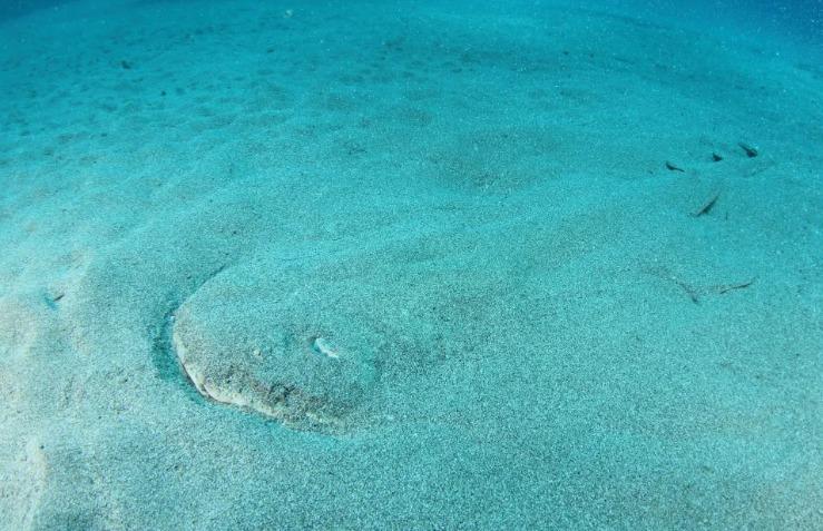 Optical Illusion: Spot The Hidden Angel Shark