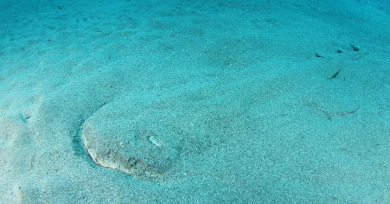 Optical Illusion: Spot The Hidden Angel Shark