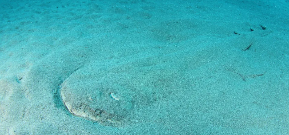 Optical Illusion: Spot The Hidden Angel Shark