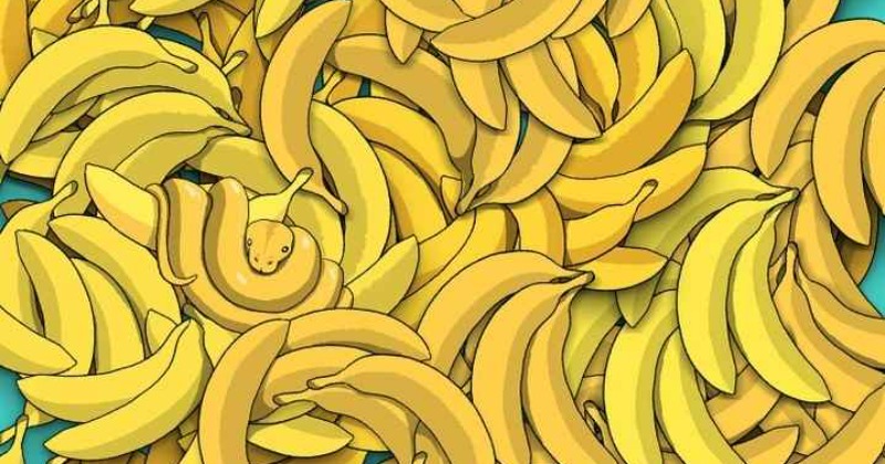 Optical Eye Test Illusion: Can You Spot The Hidden Snake Among Bananas?