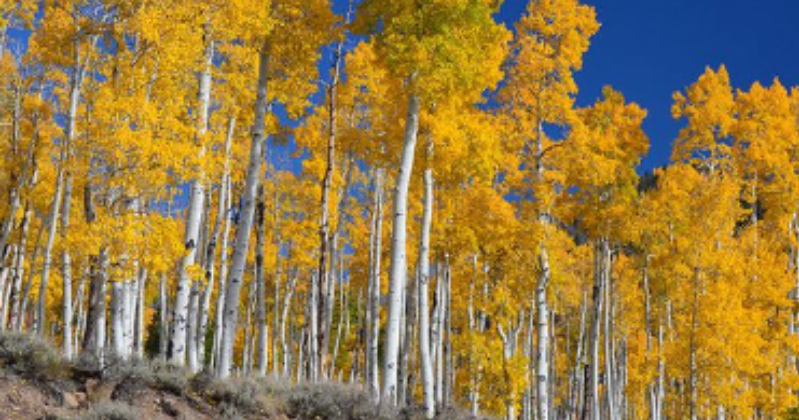 Scientists Reveal Ancient Sounds Of Pando
