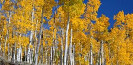 Scientists Reveal Ancient Sounds Of Pando