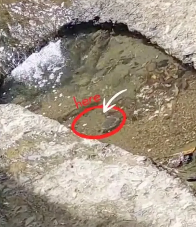 Optical Illusion: Spot The Hidden Turtle