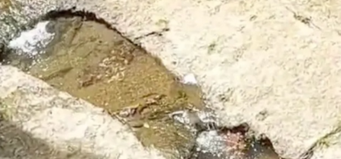 Optical Illusion: Spot The Hidden Turtle