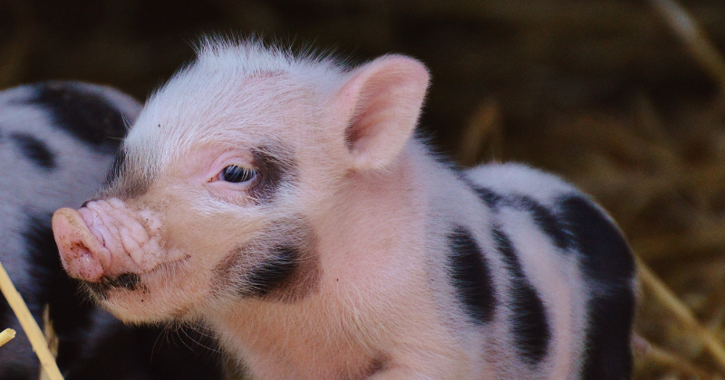 What We Know So Far About Swine Flu In The UK