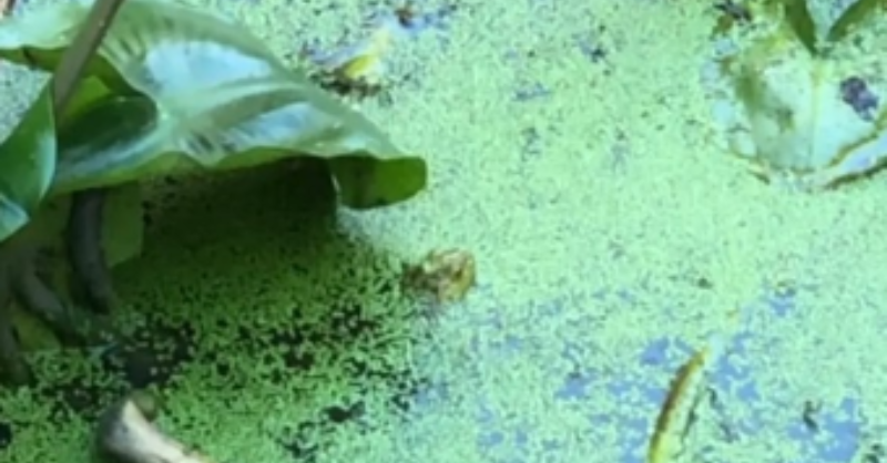 Optical Illusion IQ Test: Spot The Hidden Frog