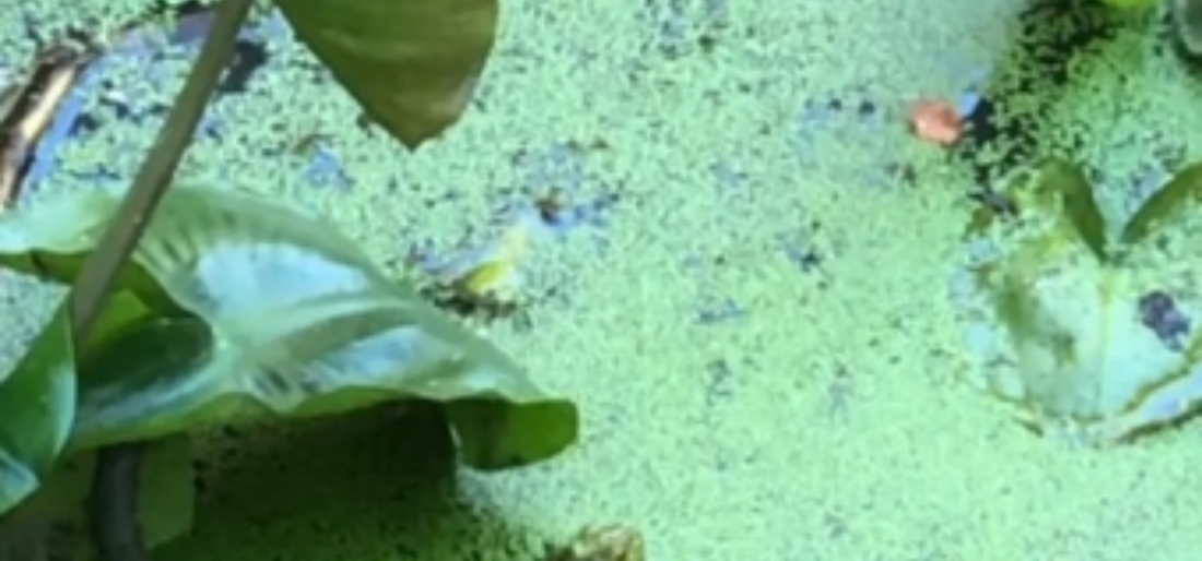 Optical Illusion IQ Test: Spot The Hidden Frog