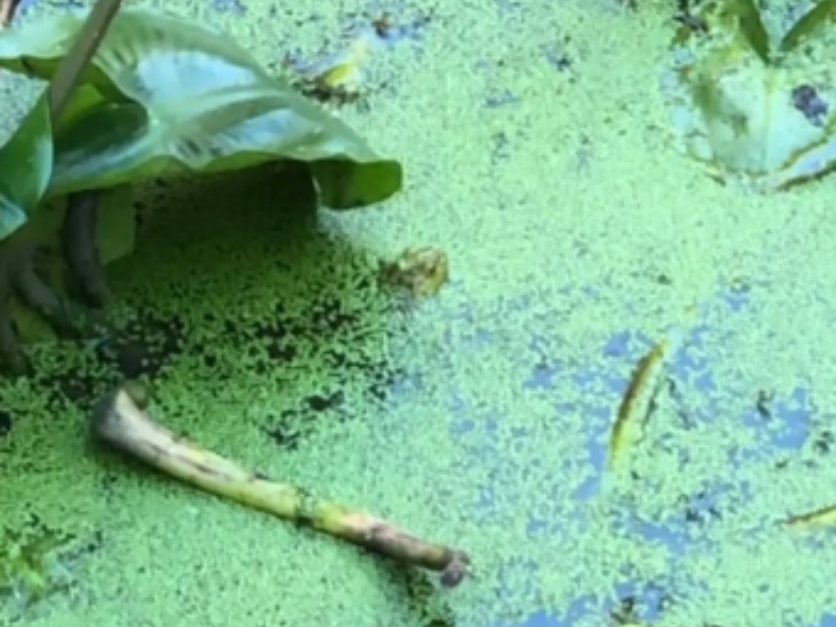 Optical Illusion IQ Test: Spot The Hidden Frog