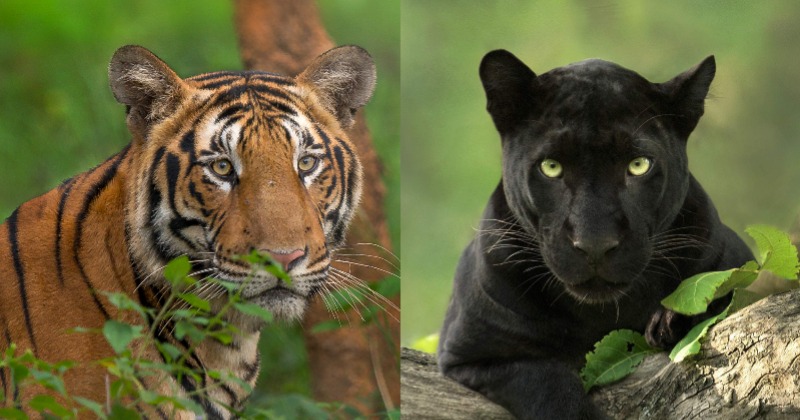 Best Locations In Karnataka Where You Can Spot Wildlife