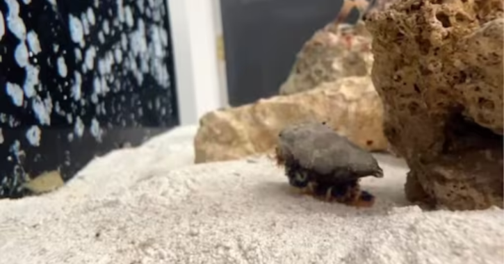 Octopus Camouflaging As Crab