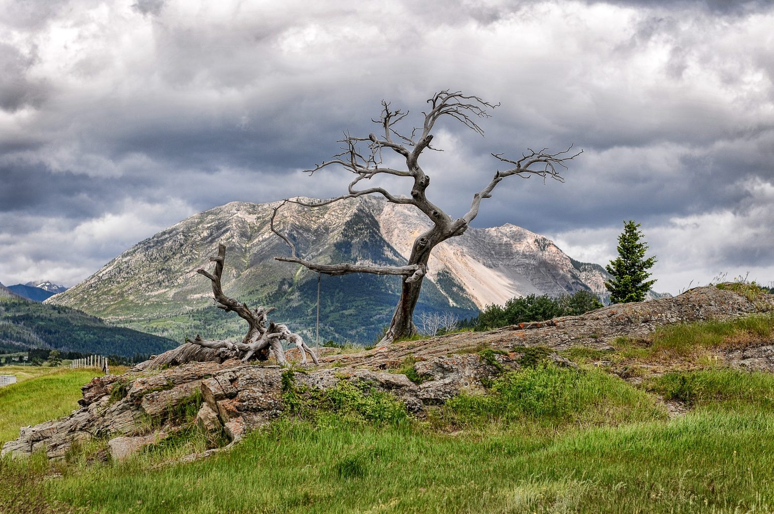 Canada's Most Photographed Tree Is A Timeless Marvel And Older Than The ...