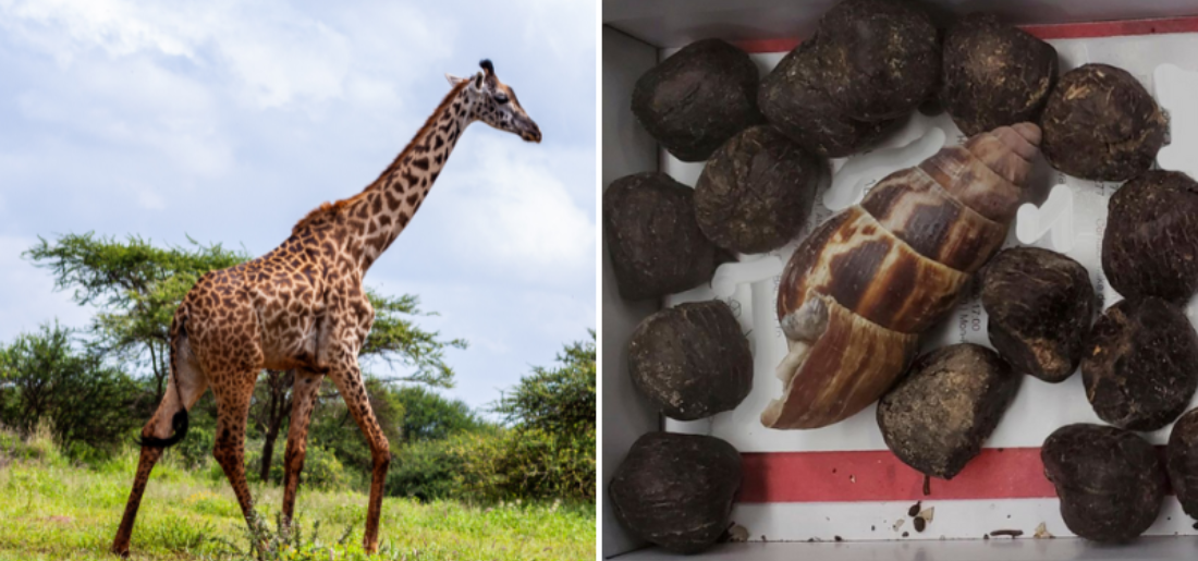 Giraffe Poo Seized At Airport After Woman Wanted To Make A Necklace From It