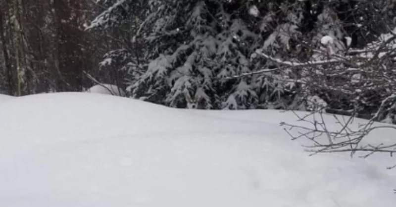 See If You Can Spot The Dog Hidden In This Winter Scene's Optical Illusion