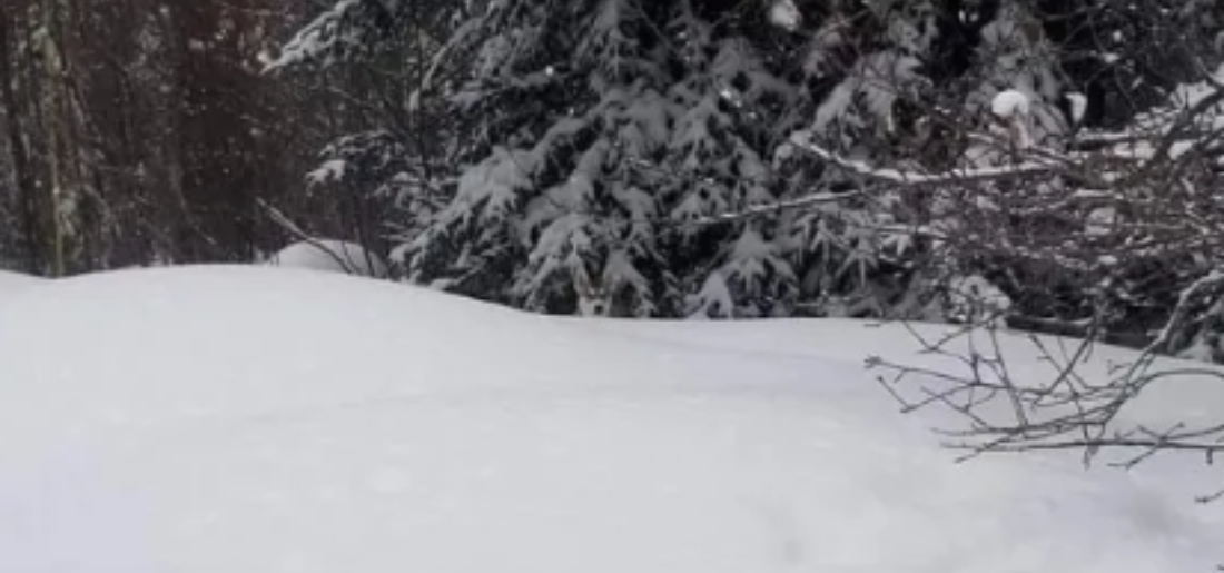 See If You Can Spot The Dog Hidden In This Winter Scene's Optical Illusion