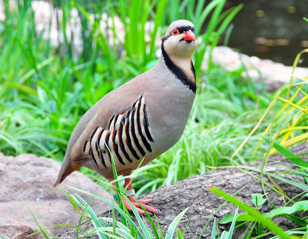 प्रेम का प्रतीक है पाकिस्तान का राष्ट्रीय पक्षी चकोर, अपनी जान बचाने के ...