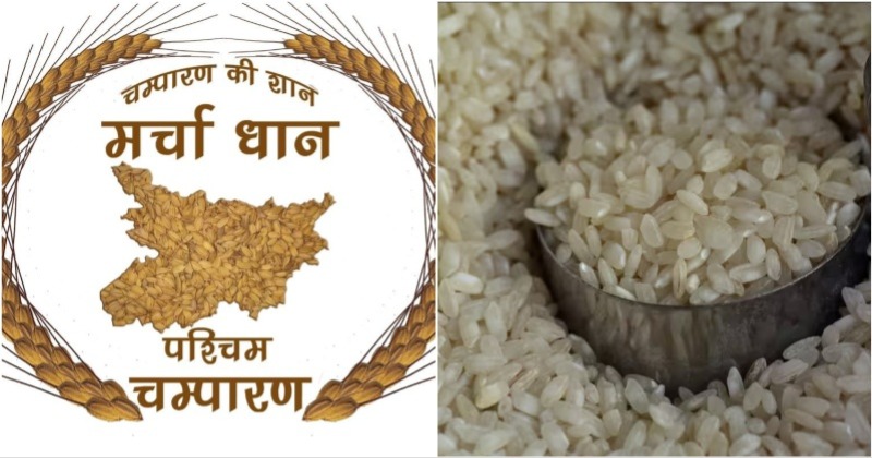 बिहार की एक और खास उपज मर्चा धान को मिला GI Tag, किसानों को होगा लाभ ...