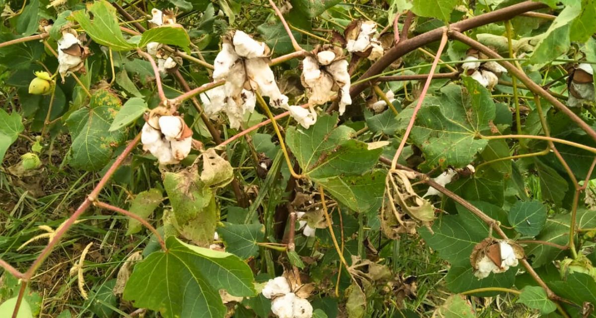 Pink Bollworm Hits Early This Crop Cycle, Gives Heartburn To Cotton ...