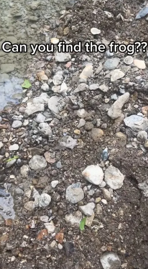 Optical Illusion: Find The Hidden Frog