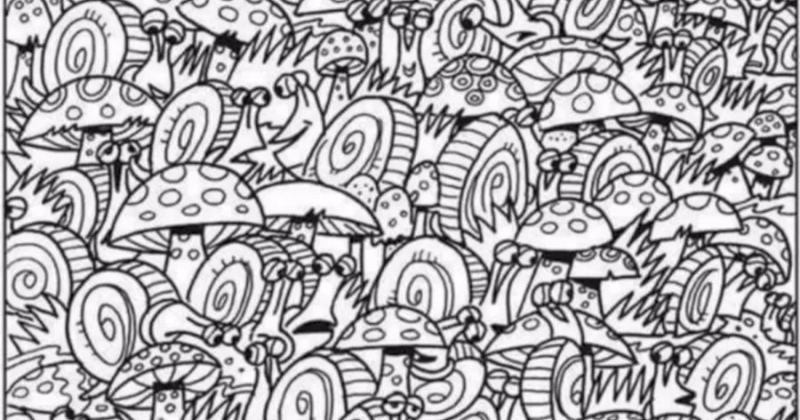Find The Hidden Car Among These Snails