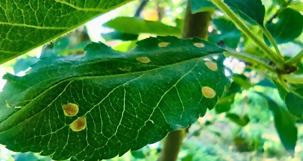 Leaf Miner Pest Control A Double-Edged Sword For Apple Growers Of Shopian