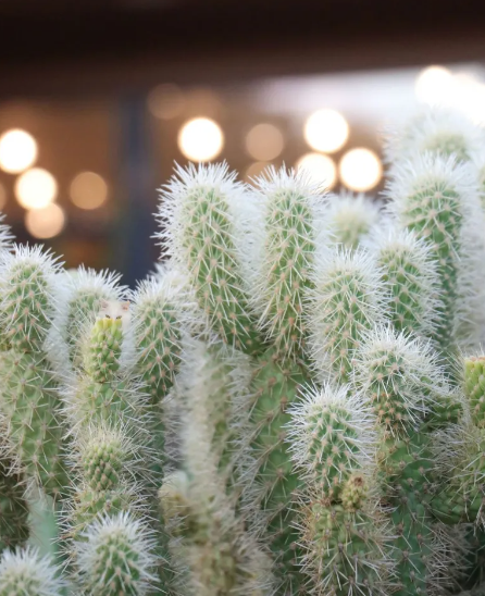 Optical Illusion: Find The Cat Among The Prickly Cacti